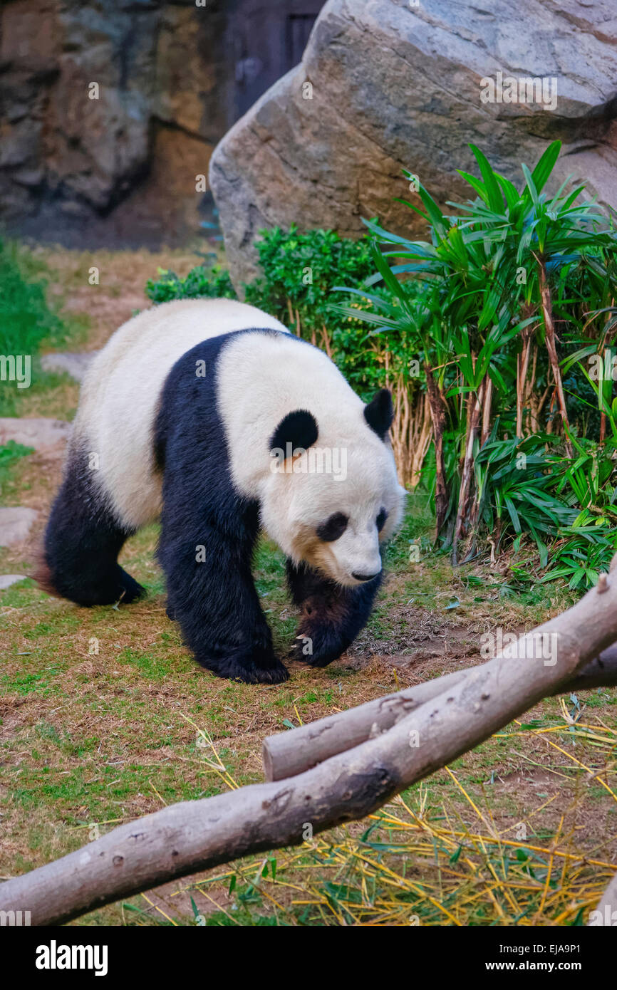Giant bear cat hi-res stock photography and images - Alamy