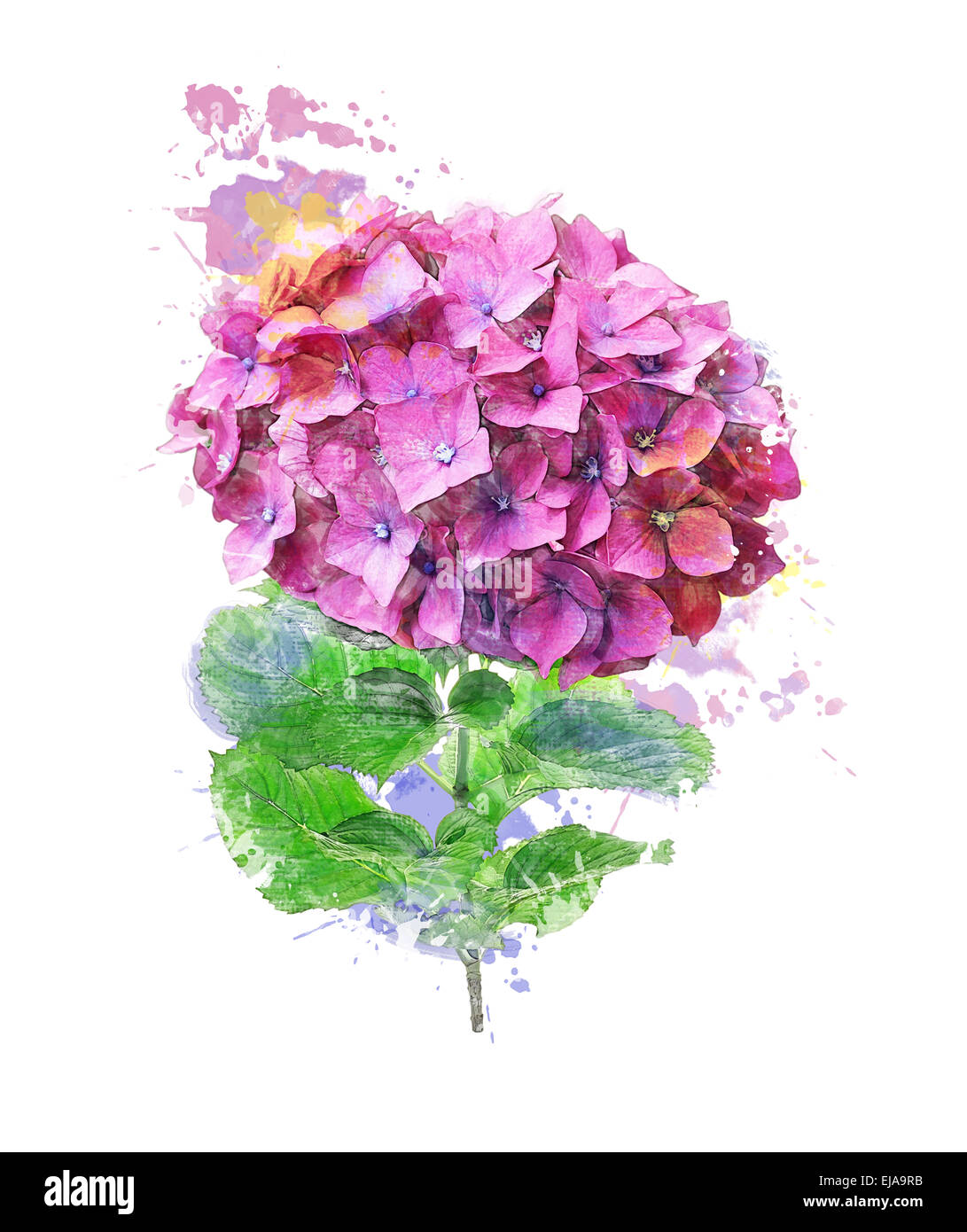 Green hydrangea flower Cut Out Stock Images & Pictures - Alamy