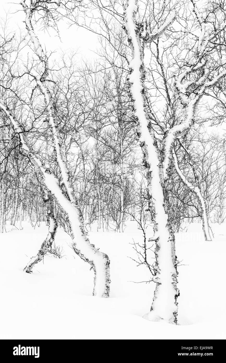 Snowed in forest Black and White Stock Photos & Images - Alamy