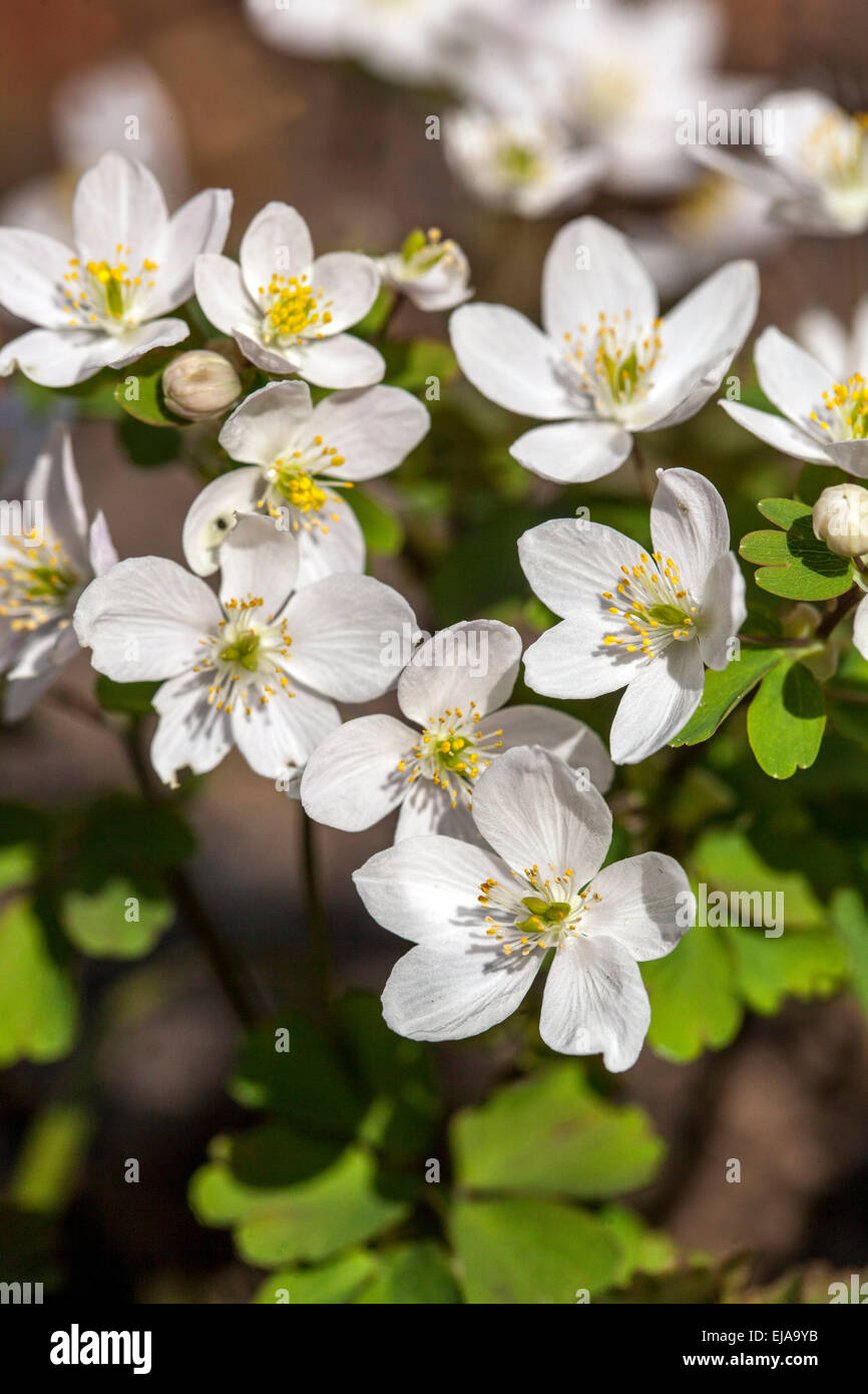 False rue anemone Isopyrum thalictroides Stock Photo - Alamy