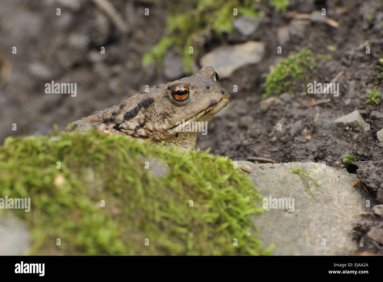Grey toad hi-res stock photography and images - Alamy