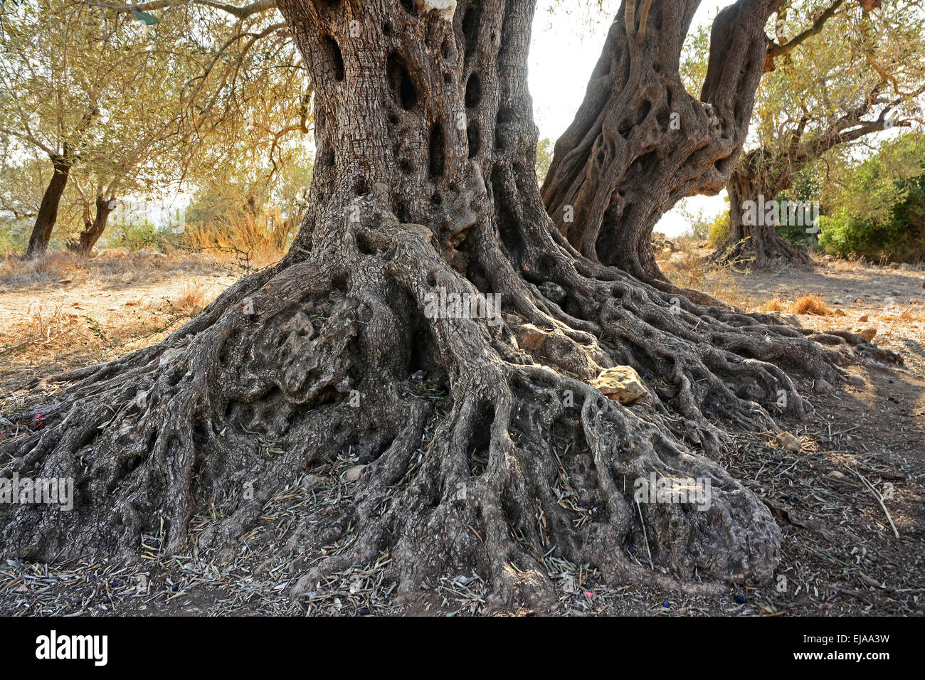 Old Olive tree old Trunk Stock Photo - Alamy