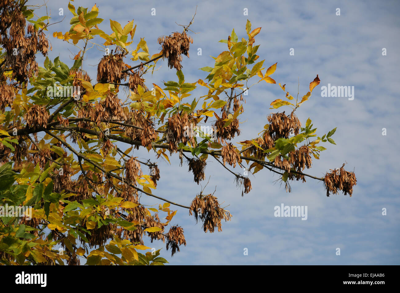 Indian ash tree leaf hi-res stock photography and images - Alamy