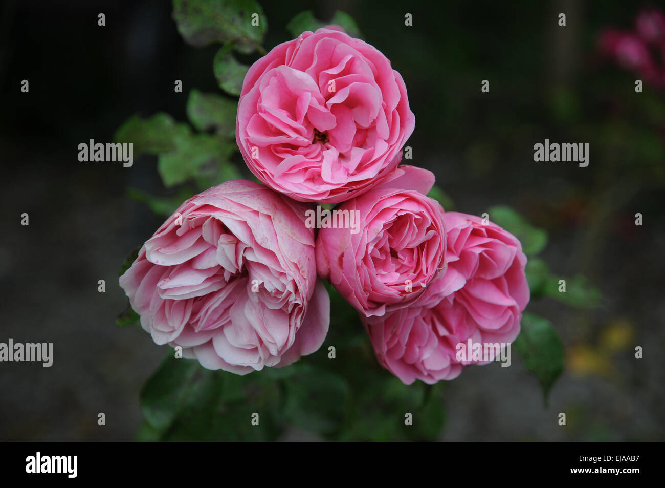 Hybrid ros hi-res stock photography and images - Alamy