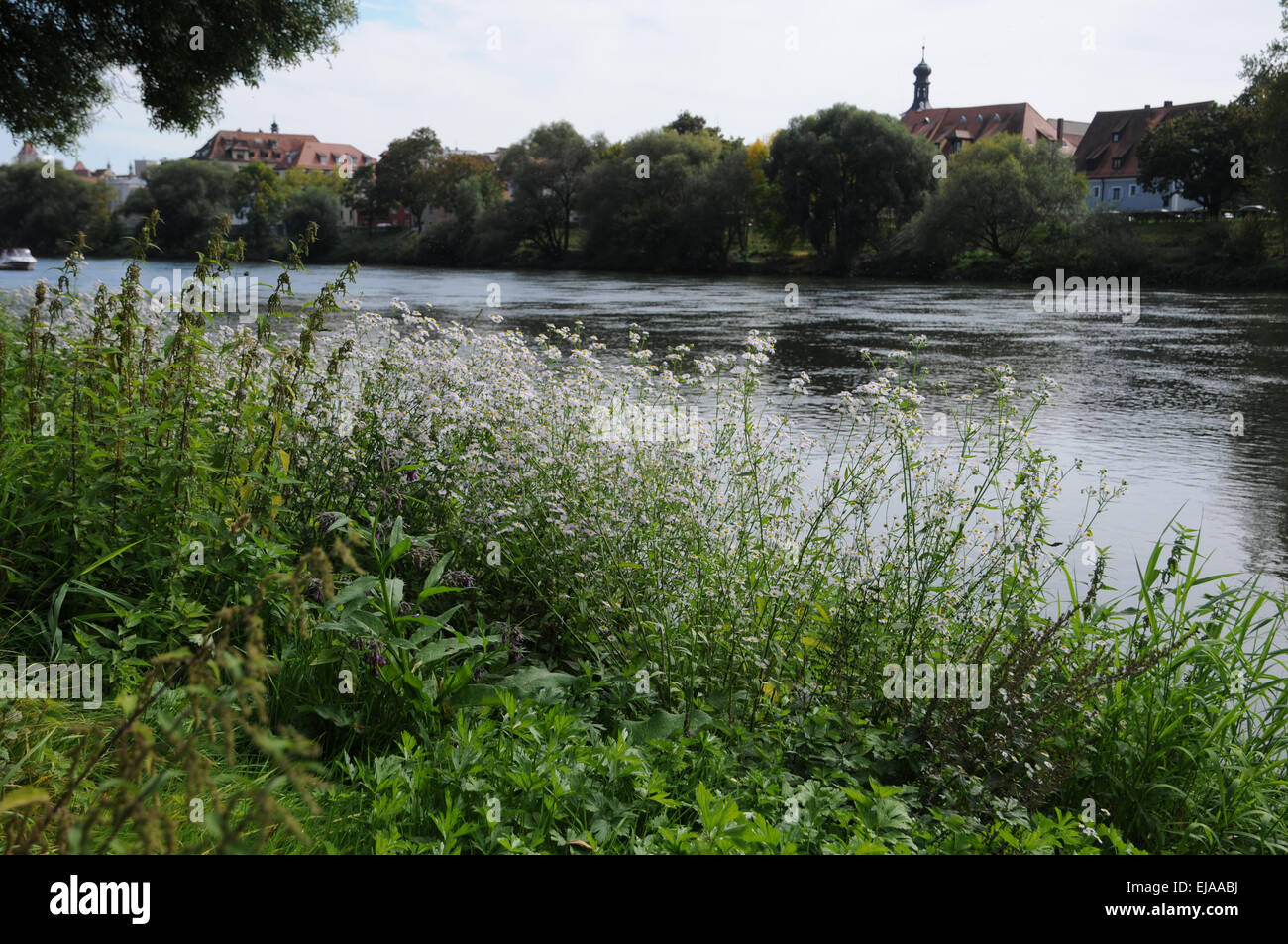 Annual fleabanes hi-res stock photography and images - Alamy