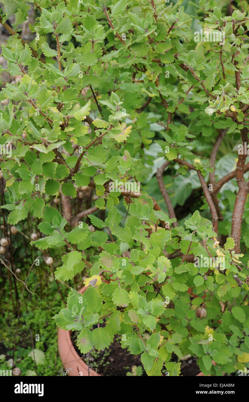 Iboza hi-res stock photography and images - Alamy