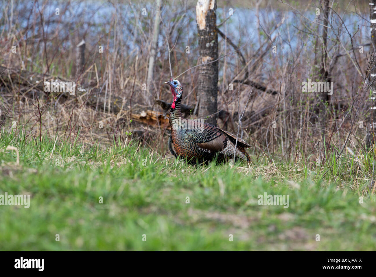 Eastern wild turkey - male Stock Photo - Alamy