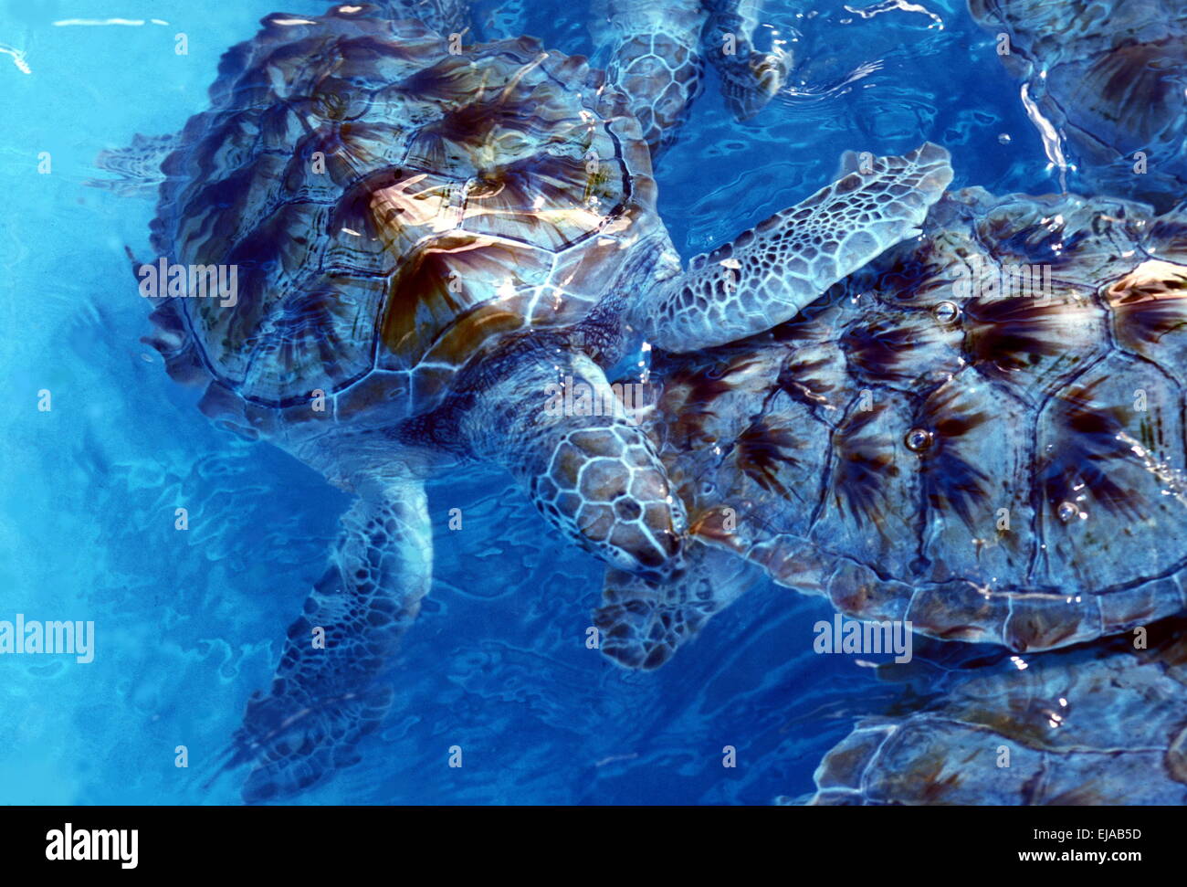 Yucatan strand hi-res stock photography and images - Alamy