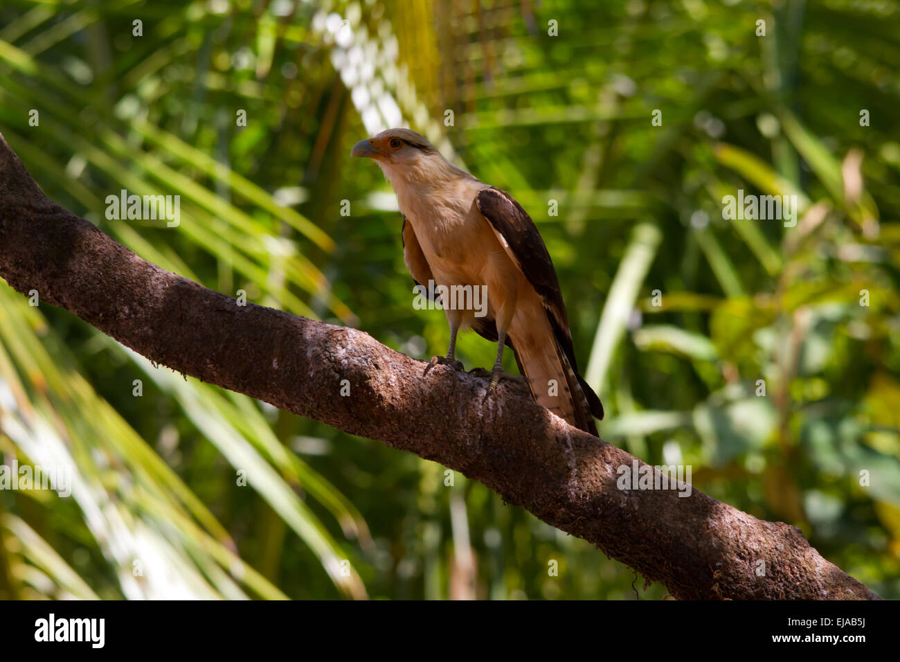 Yellow-headed Caracara (Milvago chimachima Stock Photo - Alamy