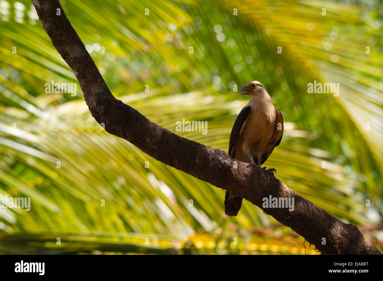 Yellow-headed Caracara (Milvago chimachima Stock Photo - Alamy
