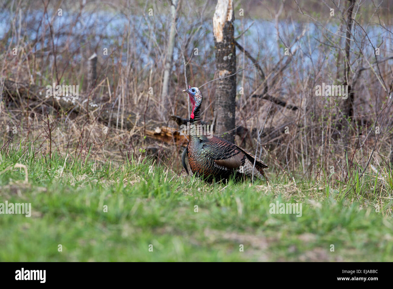Eastern wild turkey - male Stock Photo - Alamy