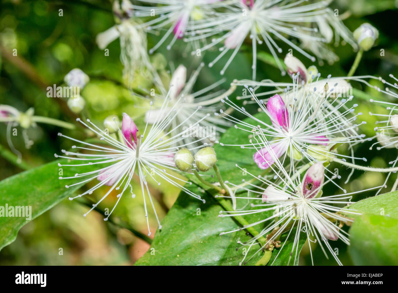 Caper flowers, caper bush (Capparis spinosa Stock Photo - Alamy