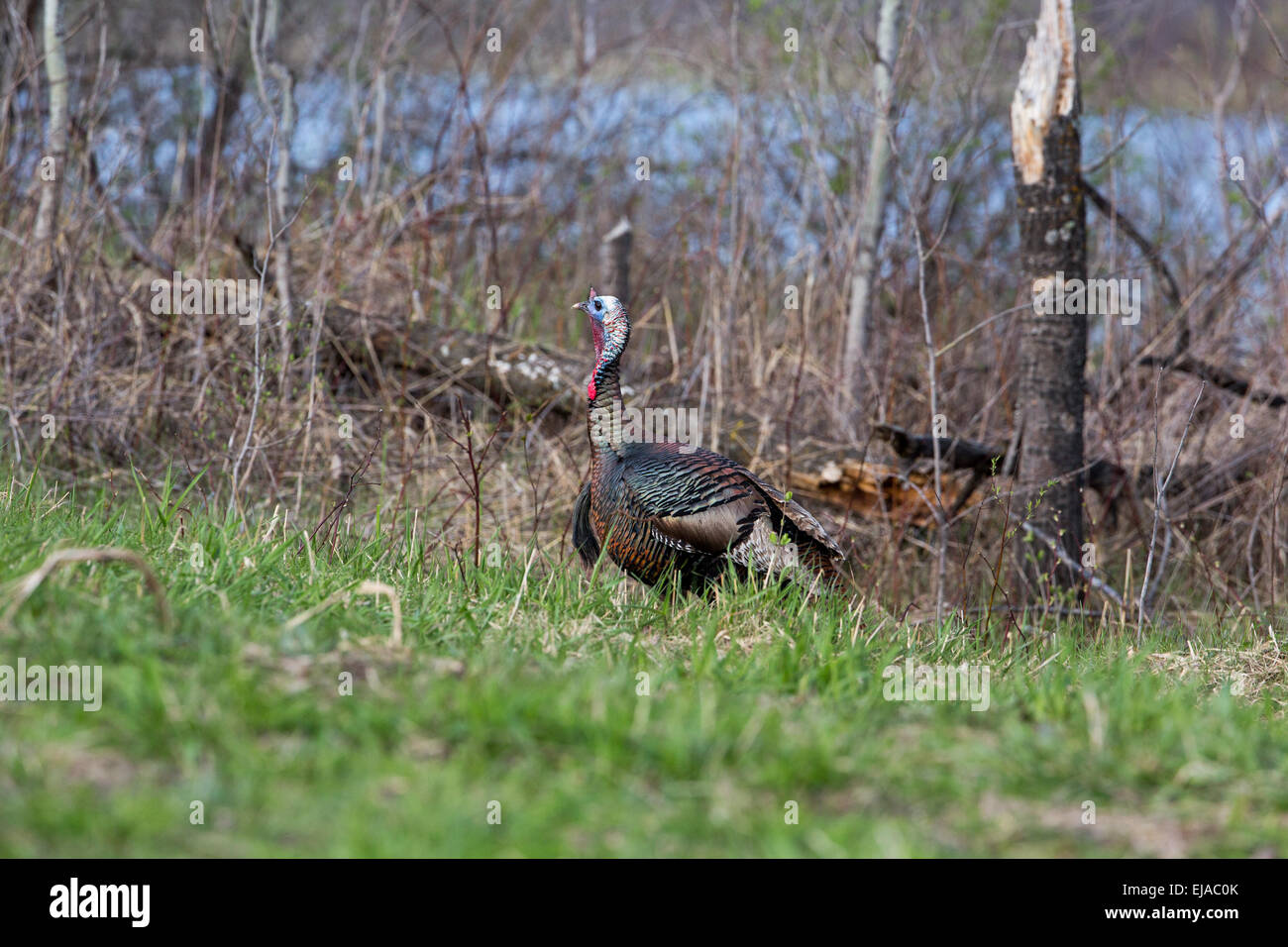 Eastern wild turkey - male Stock Photo - Alamy