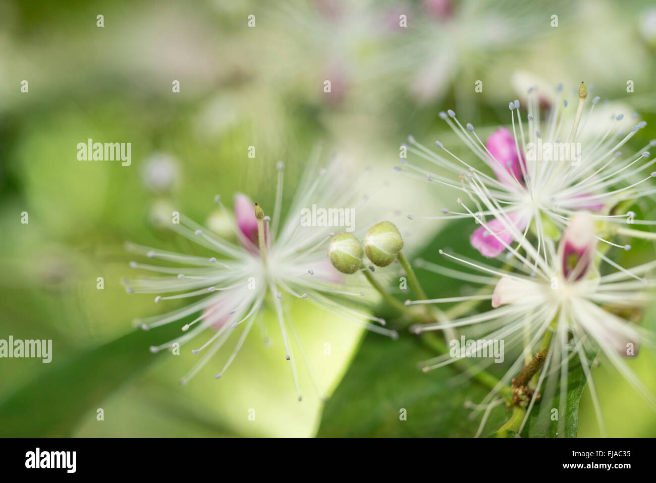 Caper plant flower buds close hi-res stock photography and images - Alamy