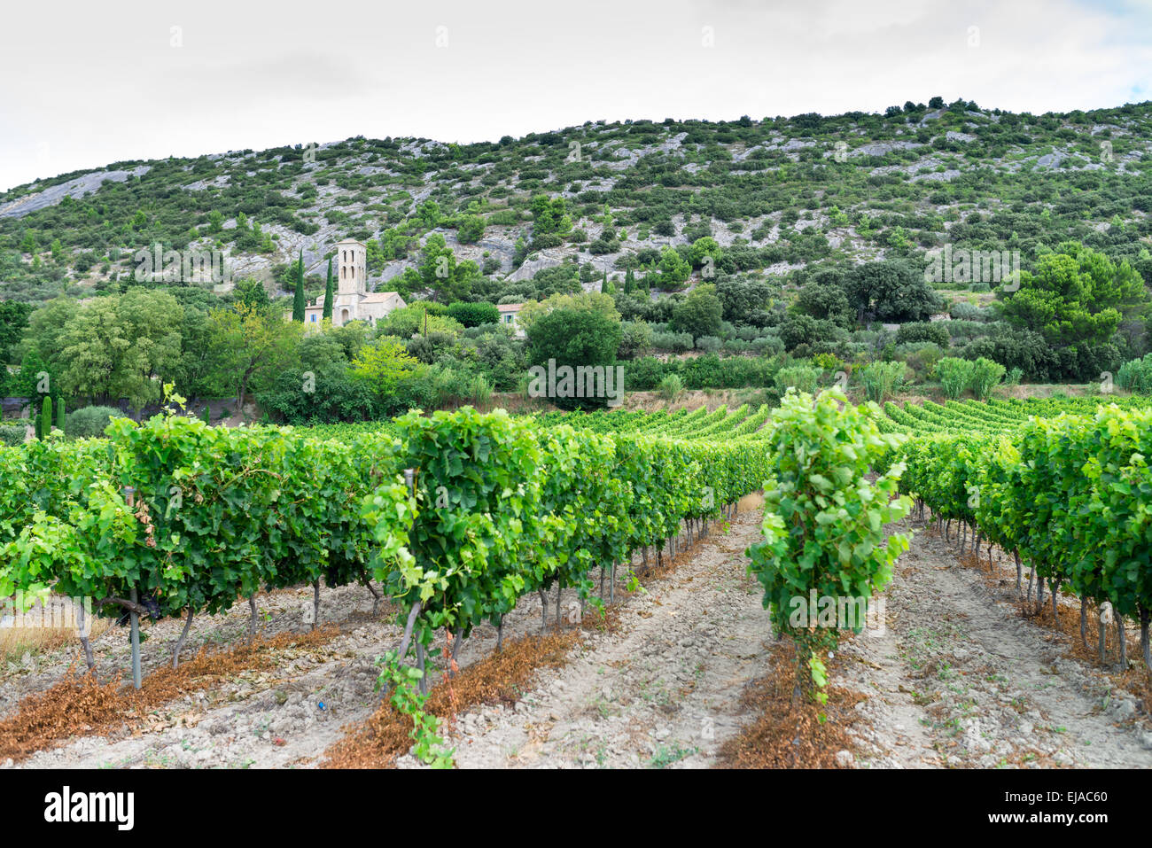 vineyard in provence Stock Photo - Alamy