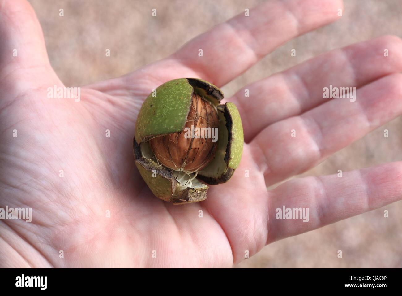 Walnut on a hand Stock Photo - Alamy