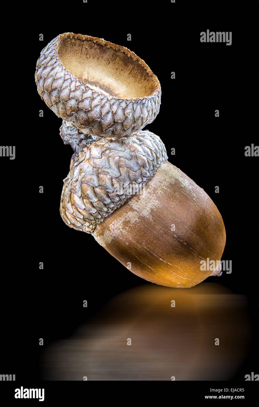 acorn of oak Stock Photo - Alamy