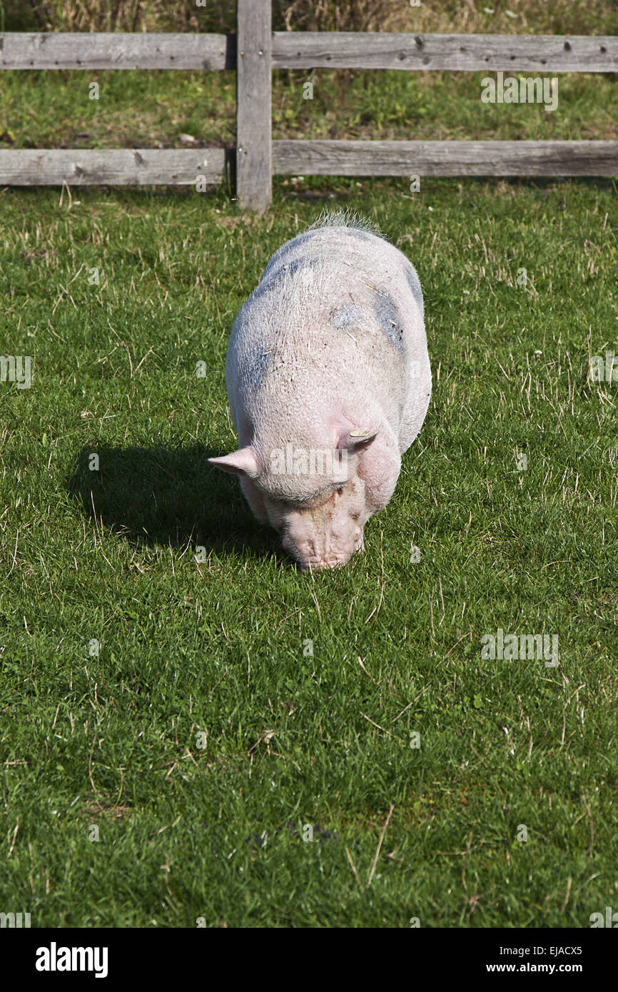 Pigs running free hi-res stock photography and images - Alamy
