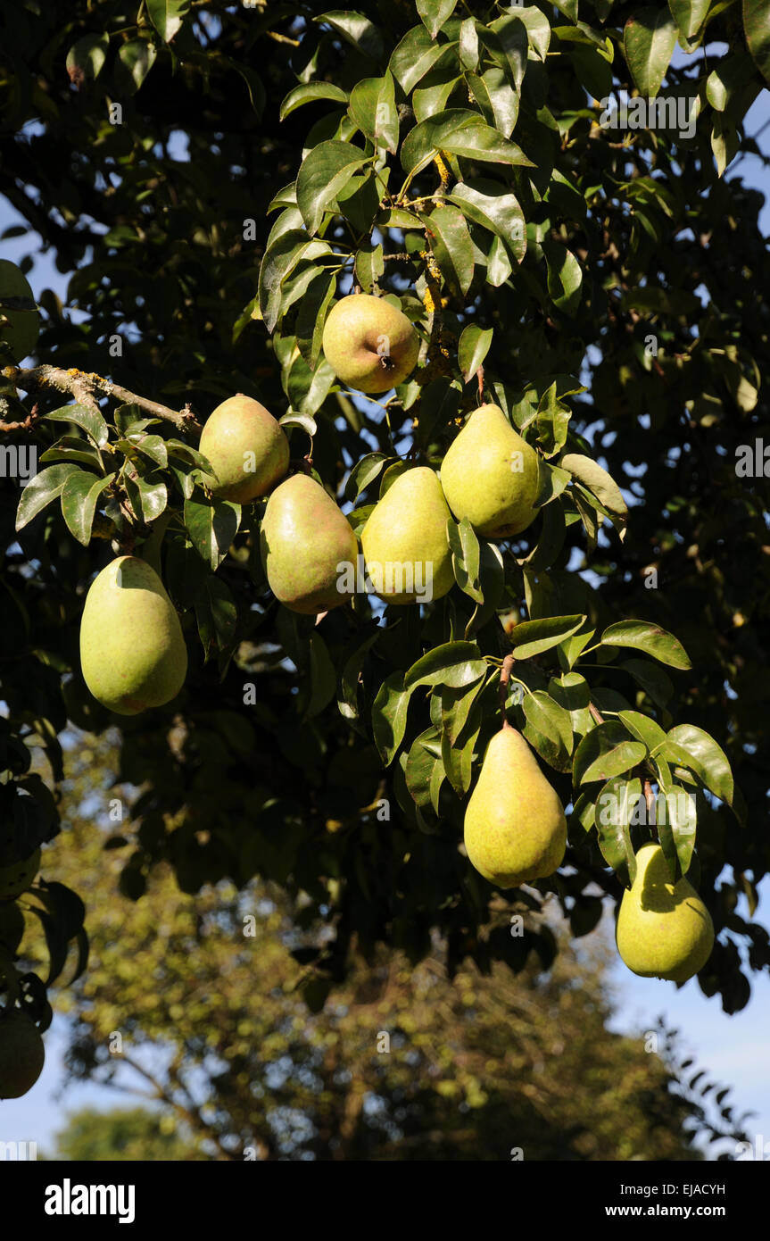 Birnenbaume hi-res stock photography and images - Alamy