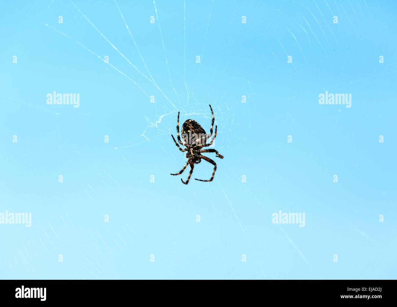 Spider on cobweb Stock Photo - Alamy