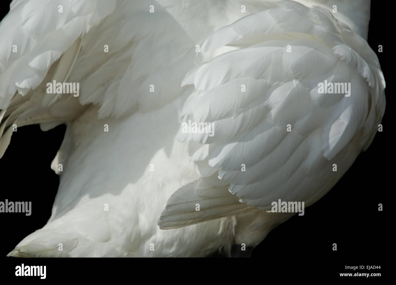 White swan wings details isolated over black background Stock Photo - Alamy