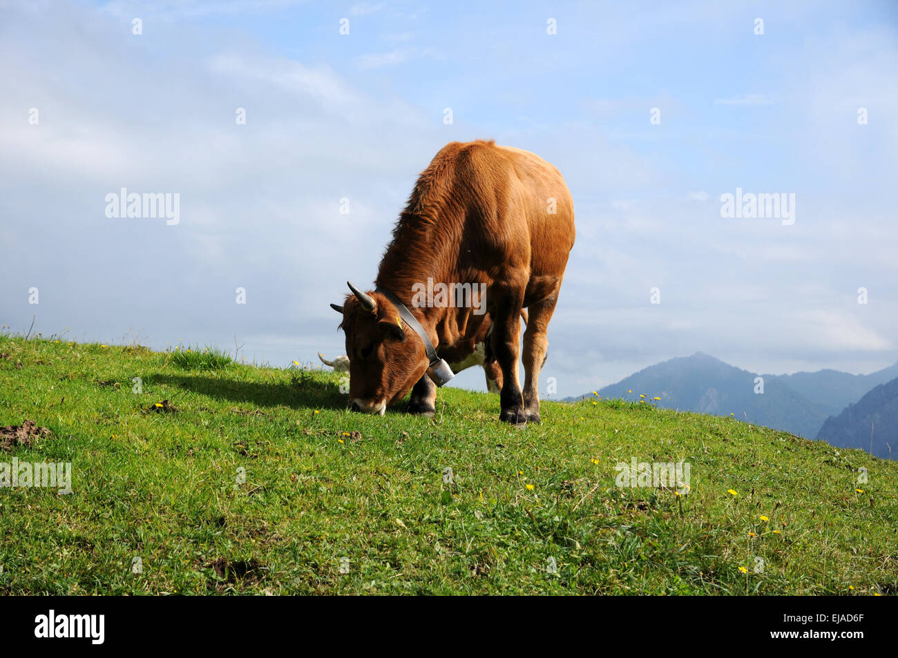 Stier berge hi-res stock photography and images - Alamy