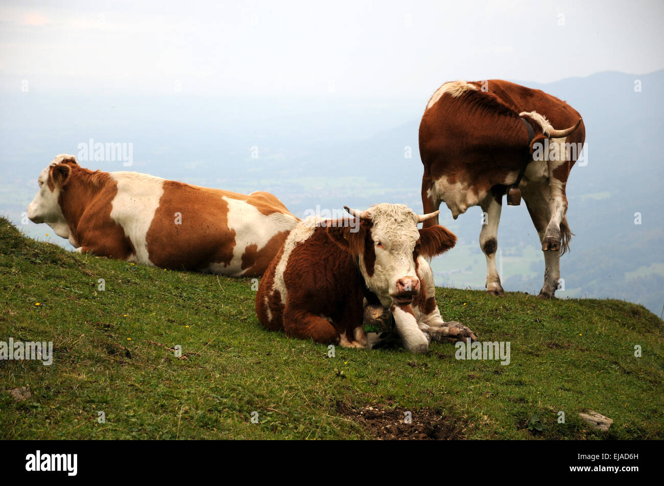 Oxes hi-res stock photography and images - Alamy