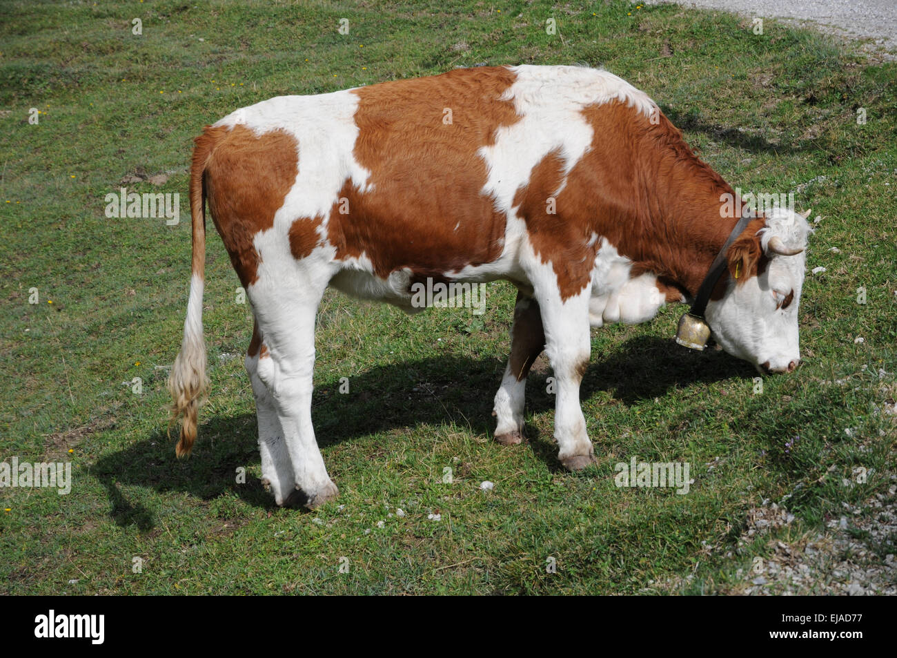 Bos primigenius tauru hi-res stock photography and images - Alamy