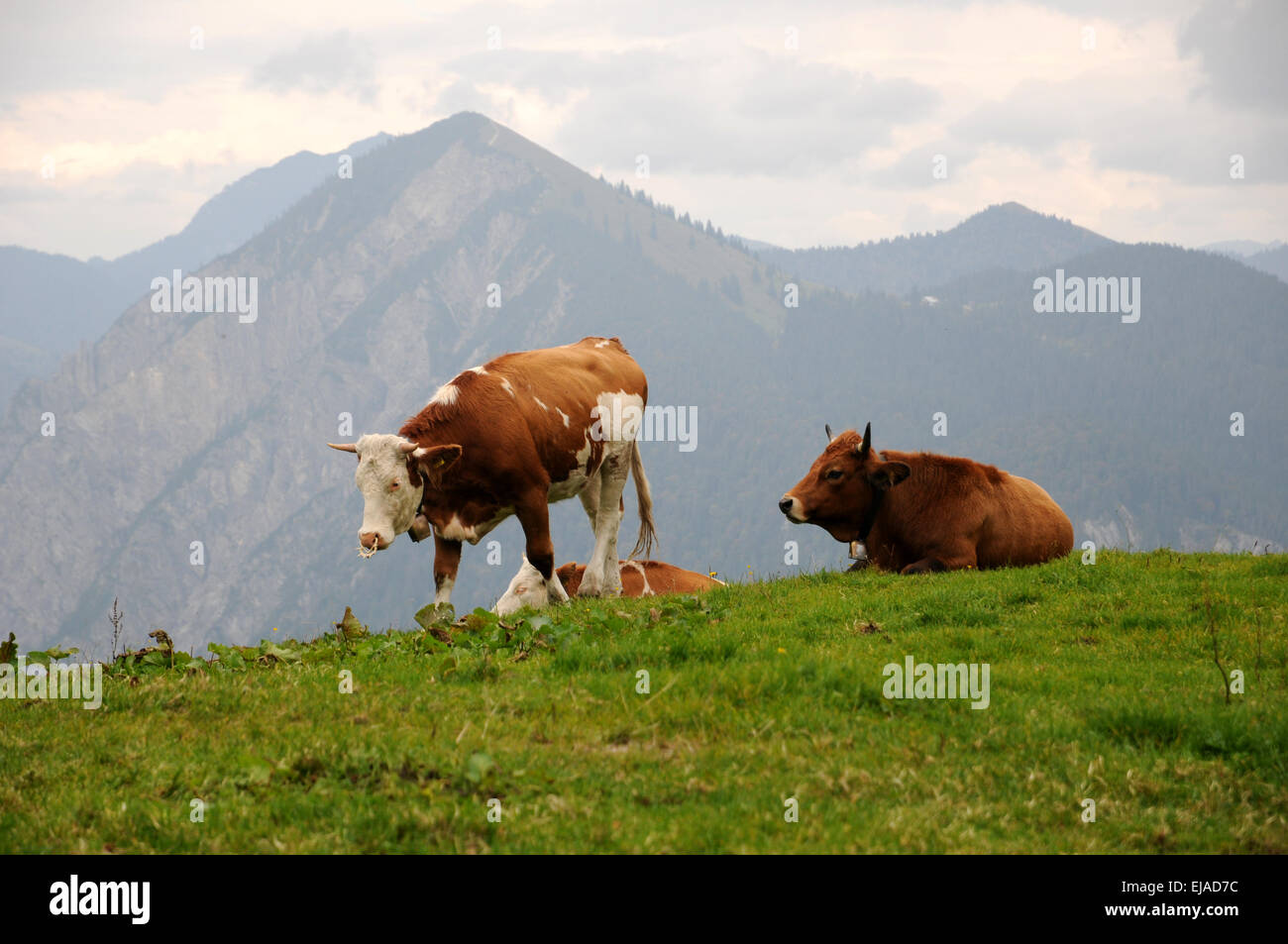Oxes hi-res stock photography and images - Alamy
