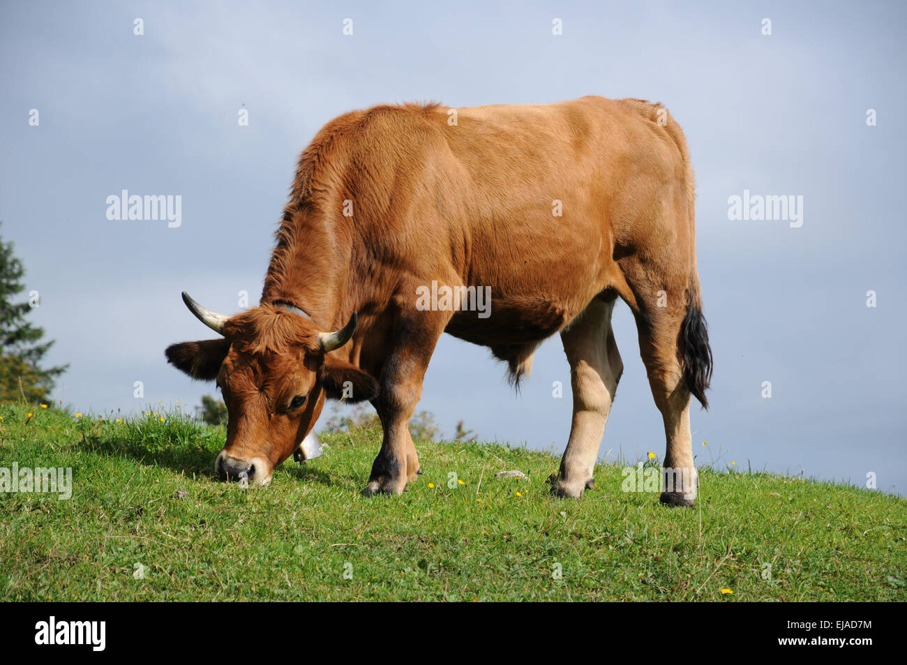 Landwirtschaft rinder ochsen ochsen hi-res stock photography and images ...