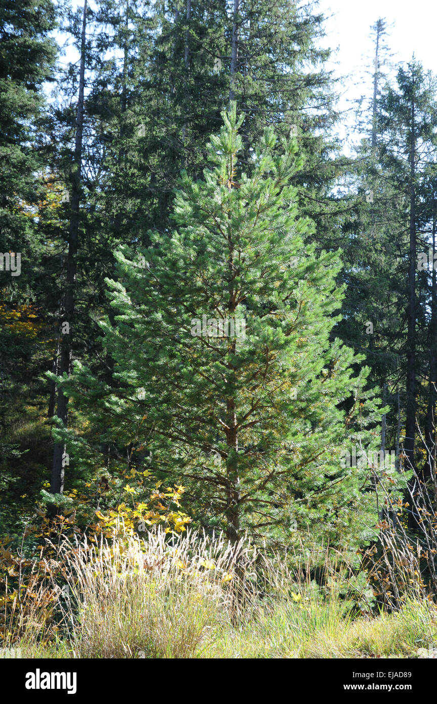 Scottish Pine High Resolution Stock Photography and Images - Alamy