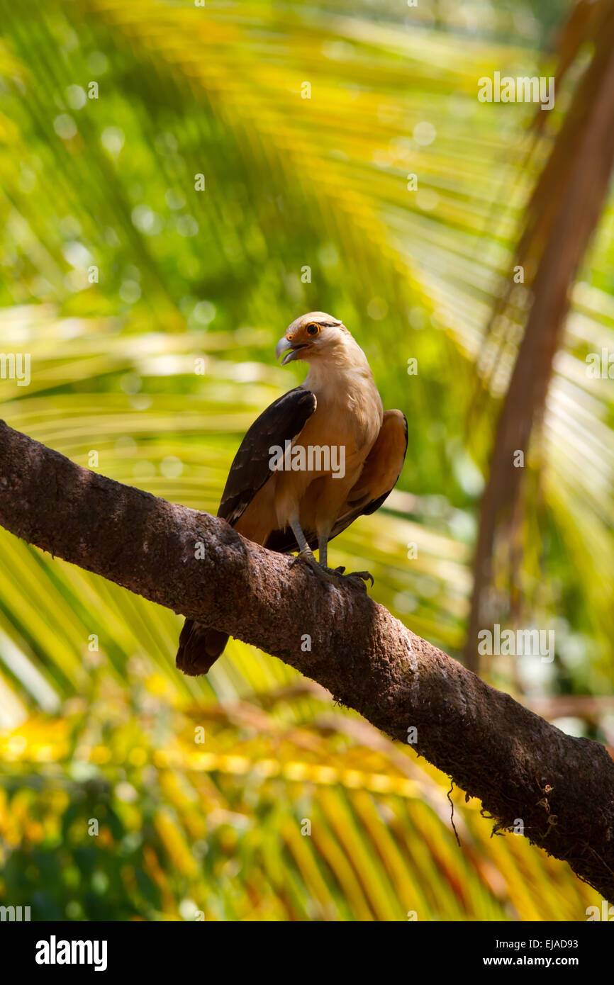 Yellow-headed Caracara (Milvago chimachima Stock Photo - Alamy