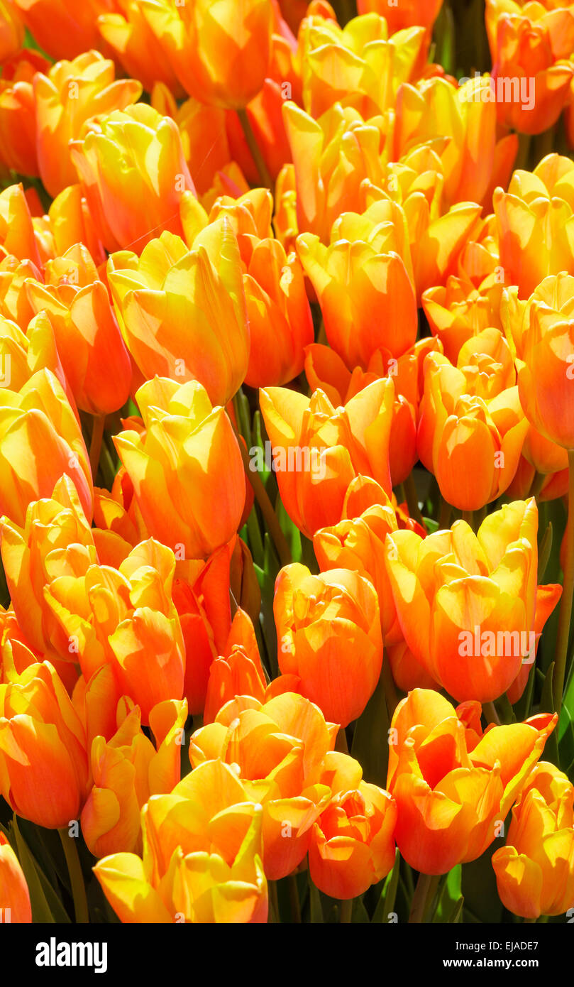 Beautiful red-yellow tulips close-up Stock Photo - Alamy