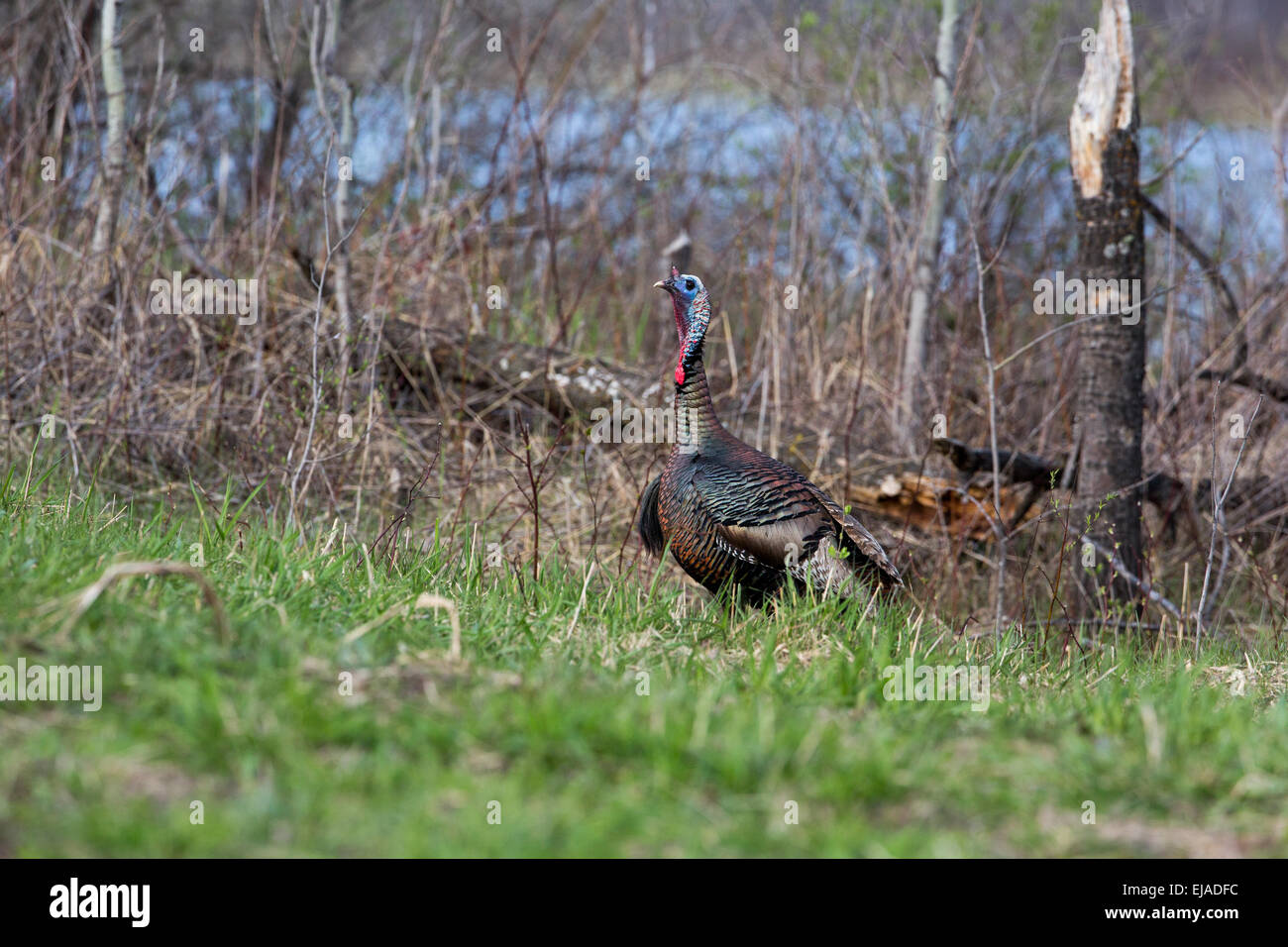 Eastern wild turkey - male Stock Photo - Alamy
