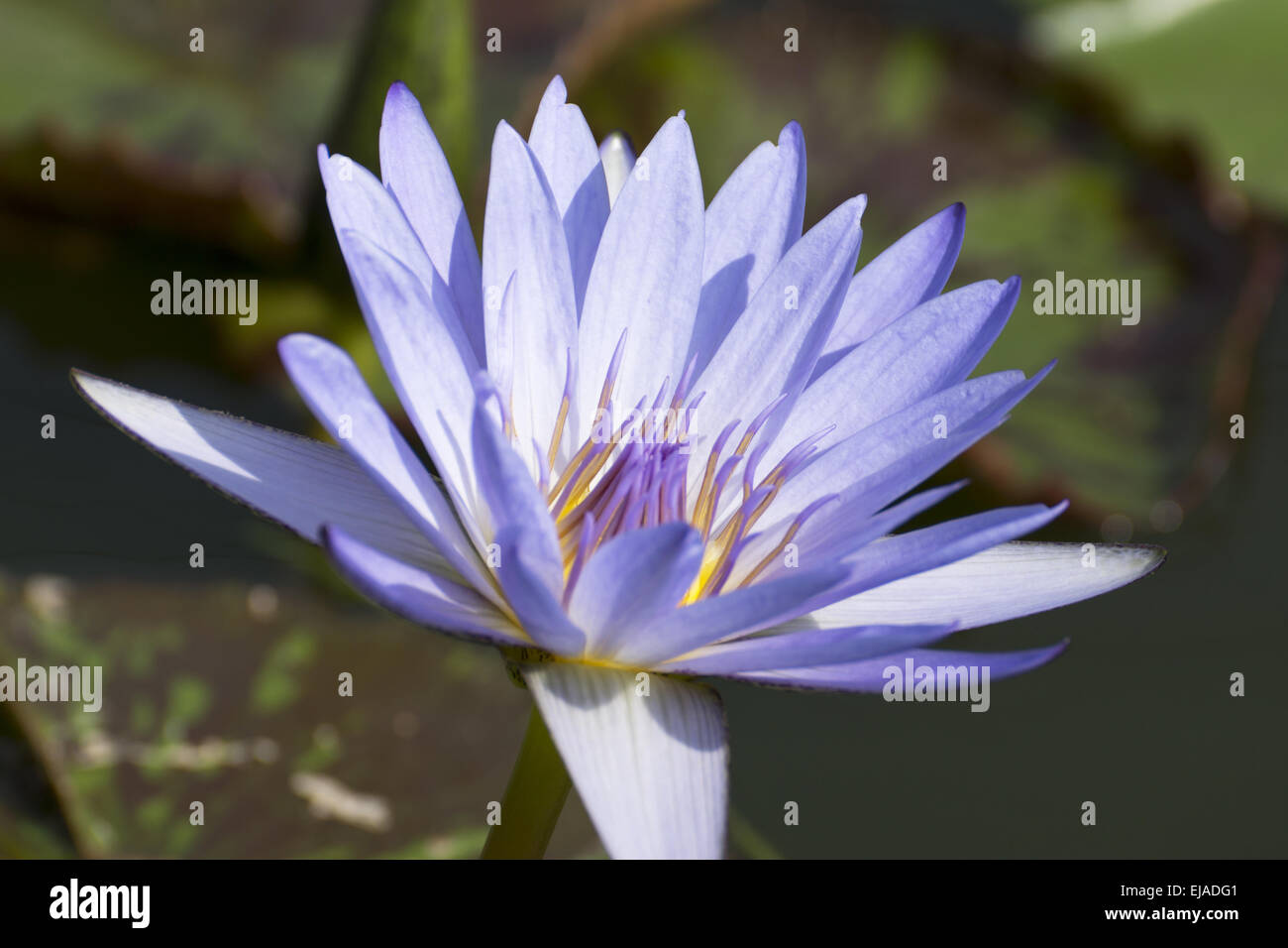 Water Lily, nymphaeaceae Stock Photo - Alamy