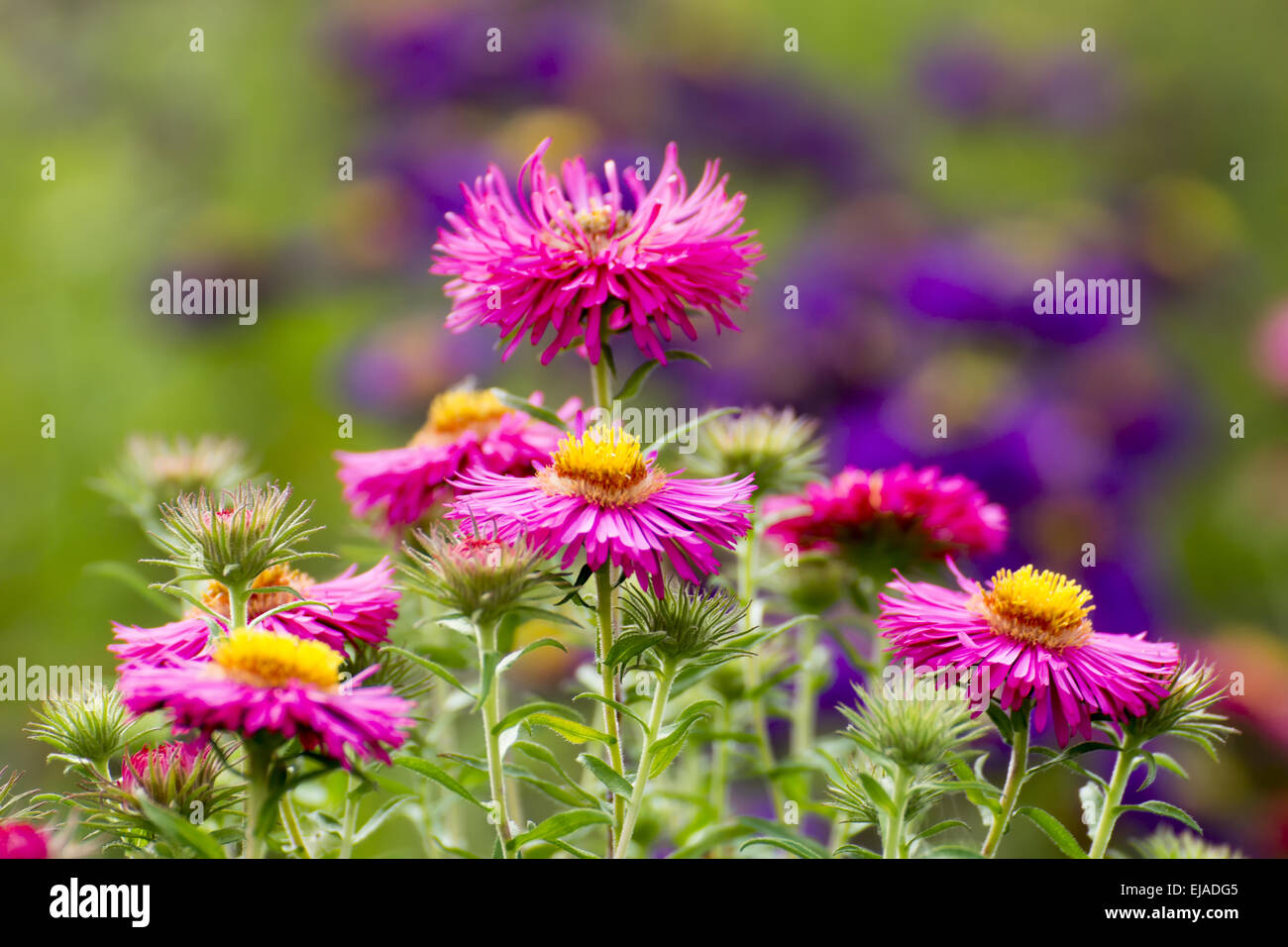 Heath aster - aster ericoides Stock Photo - Alamy