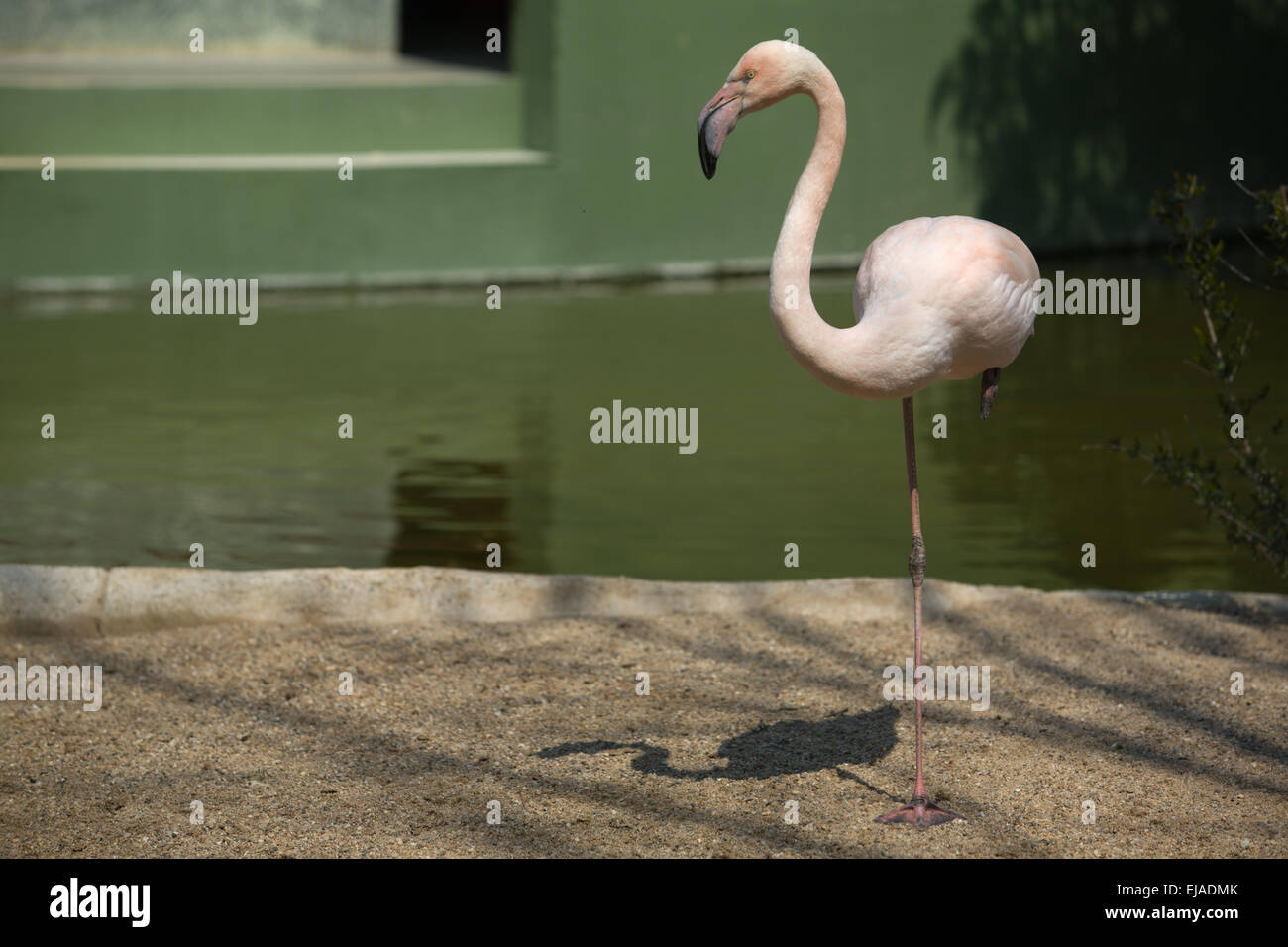 Flamingo One Leg High Resolution Stock Photography and Images - Alamy