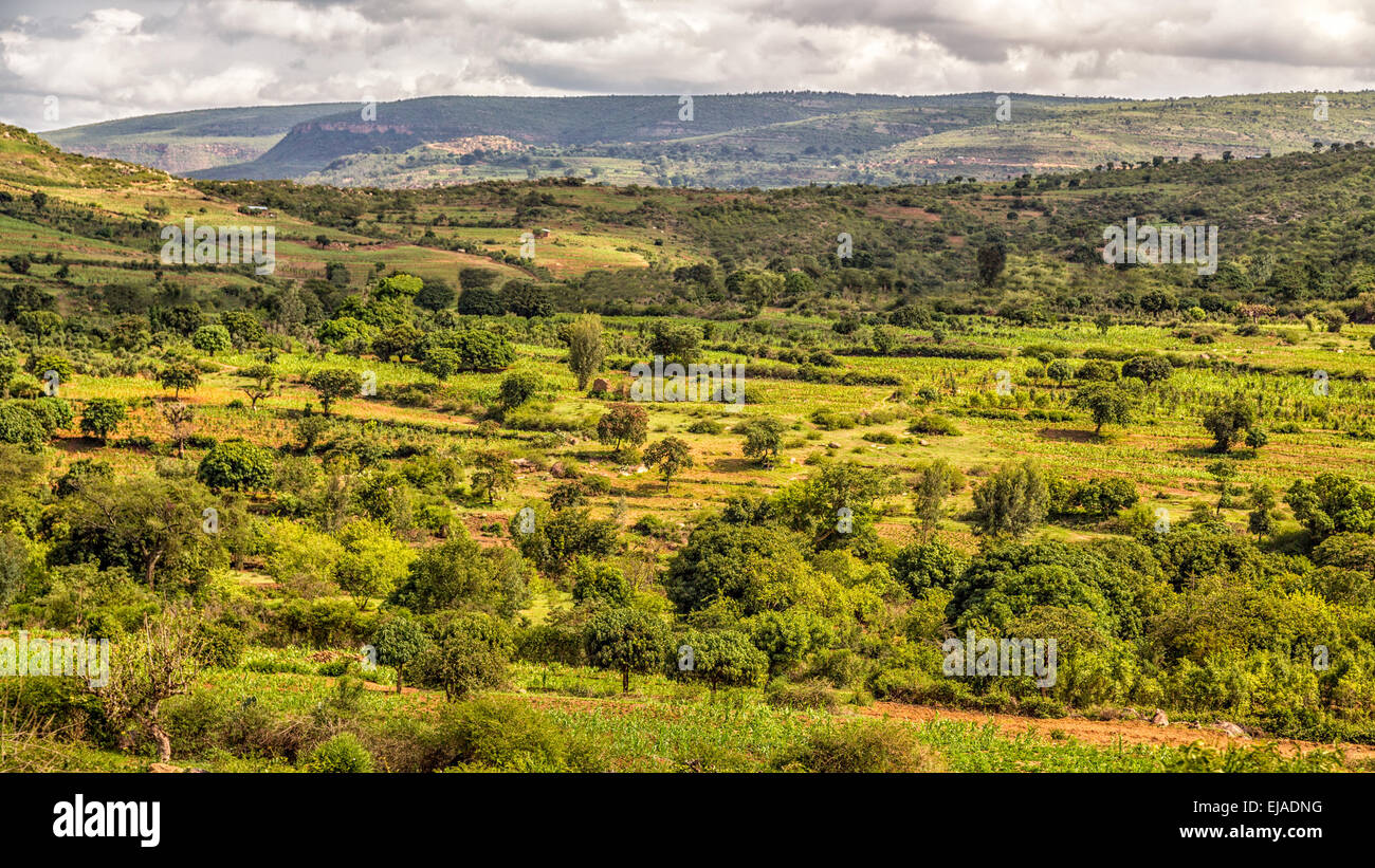 Harar hi-res stock photography and images - Alamy
