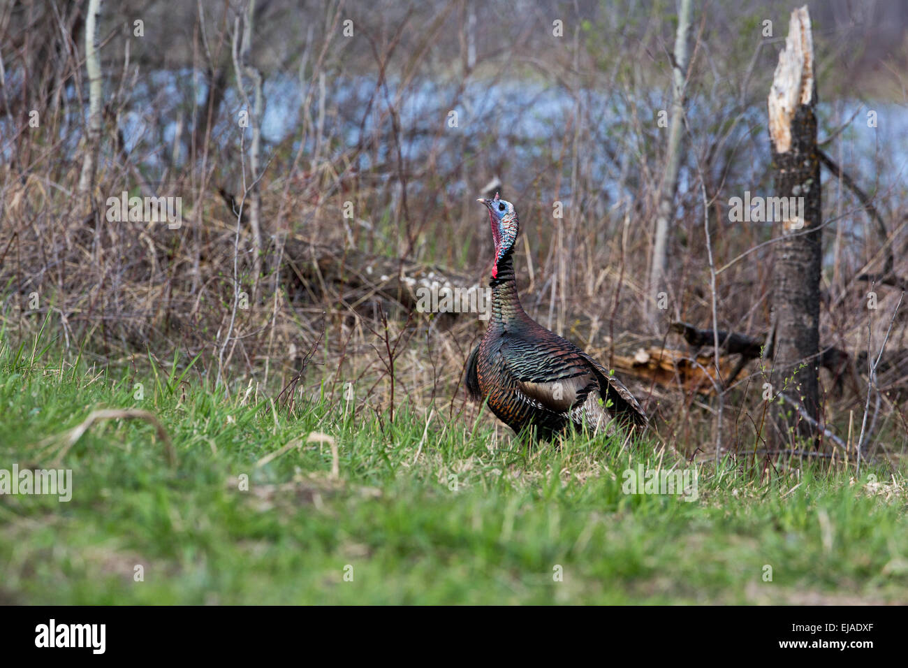 Eastern wild turkey - male Stock Photo - Alamy