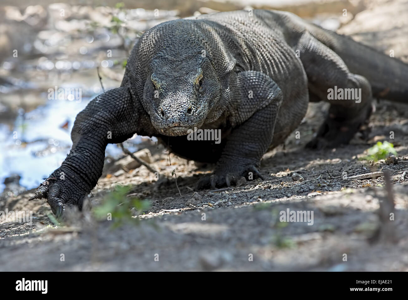 Scary komodo dragon hi-res stock photography and images - Alamy