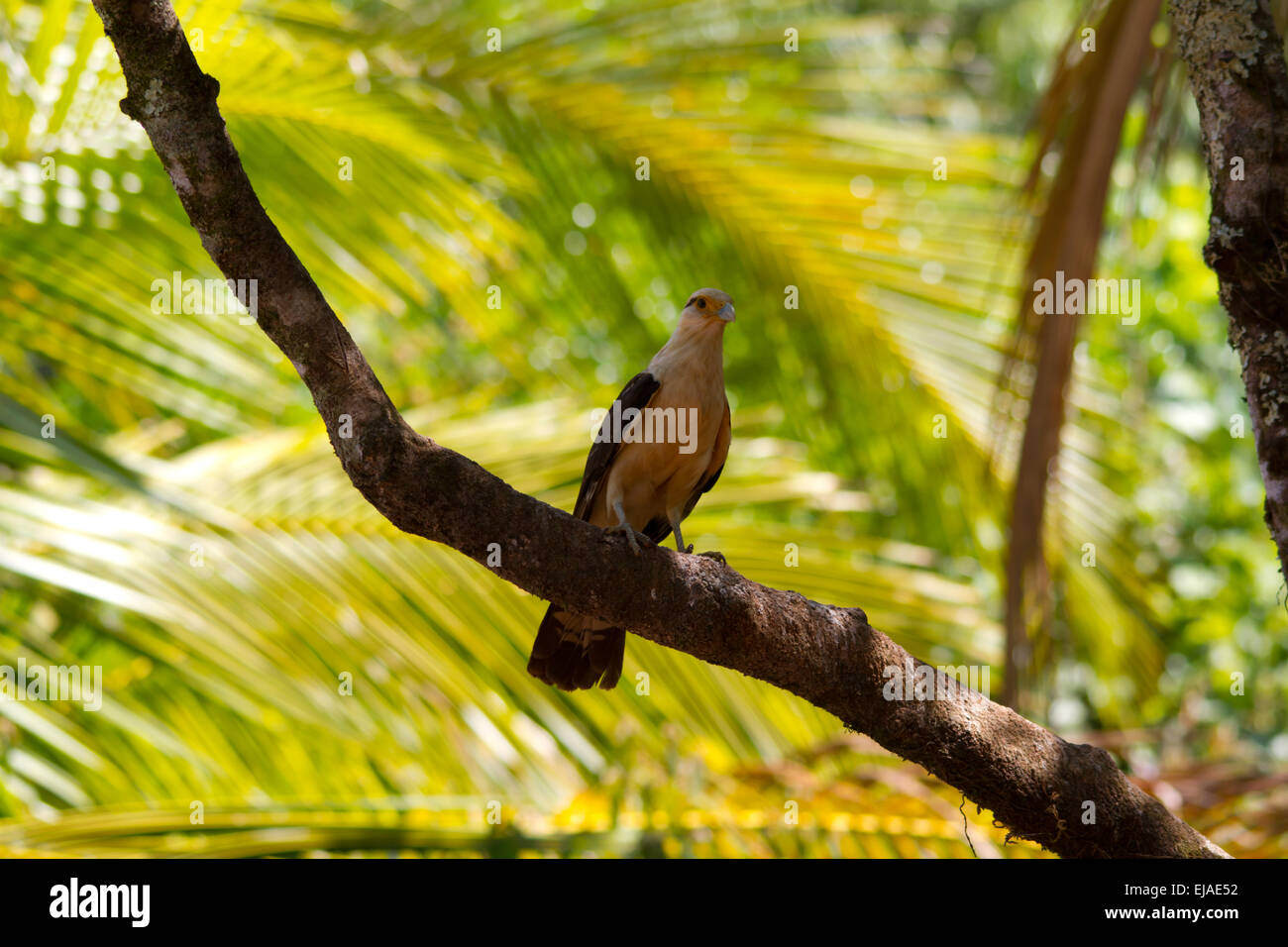 Yellow-headed Caracara (Milvago chimachima Stock Photo - Alamy