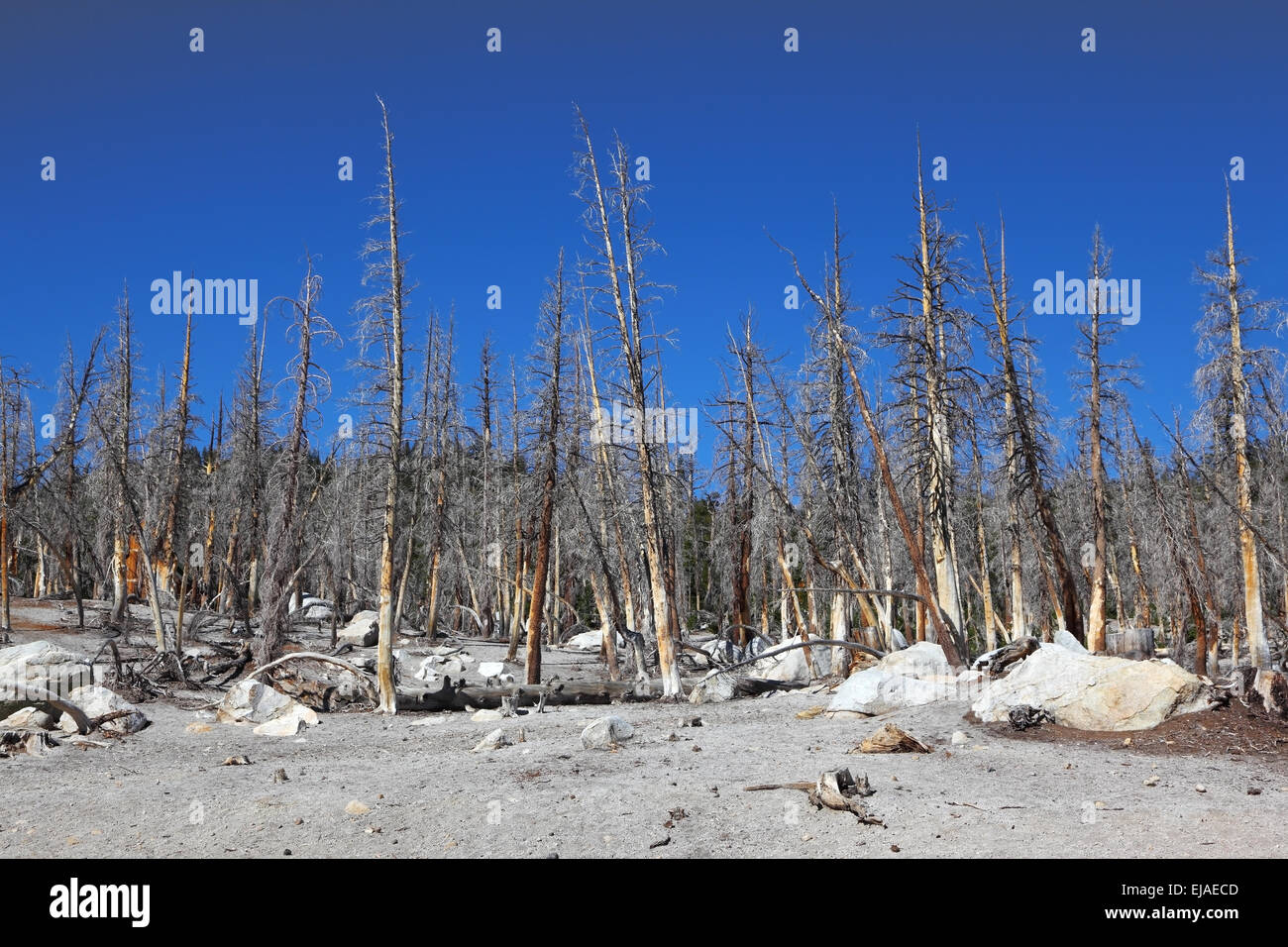 Dead Dried Up Tree In Forest High Resolution Stock Photography and ...