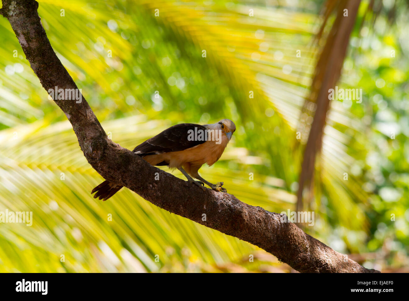 Yellow headed caracaras milvago chimachima hi-res stock photography and ...