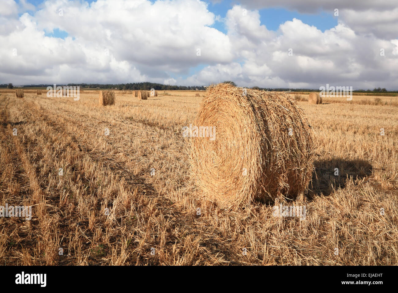 The big yellow field. Israel, spring Stock Photo - Alamy