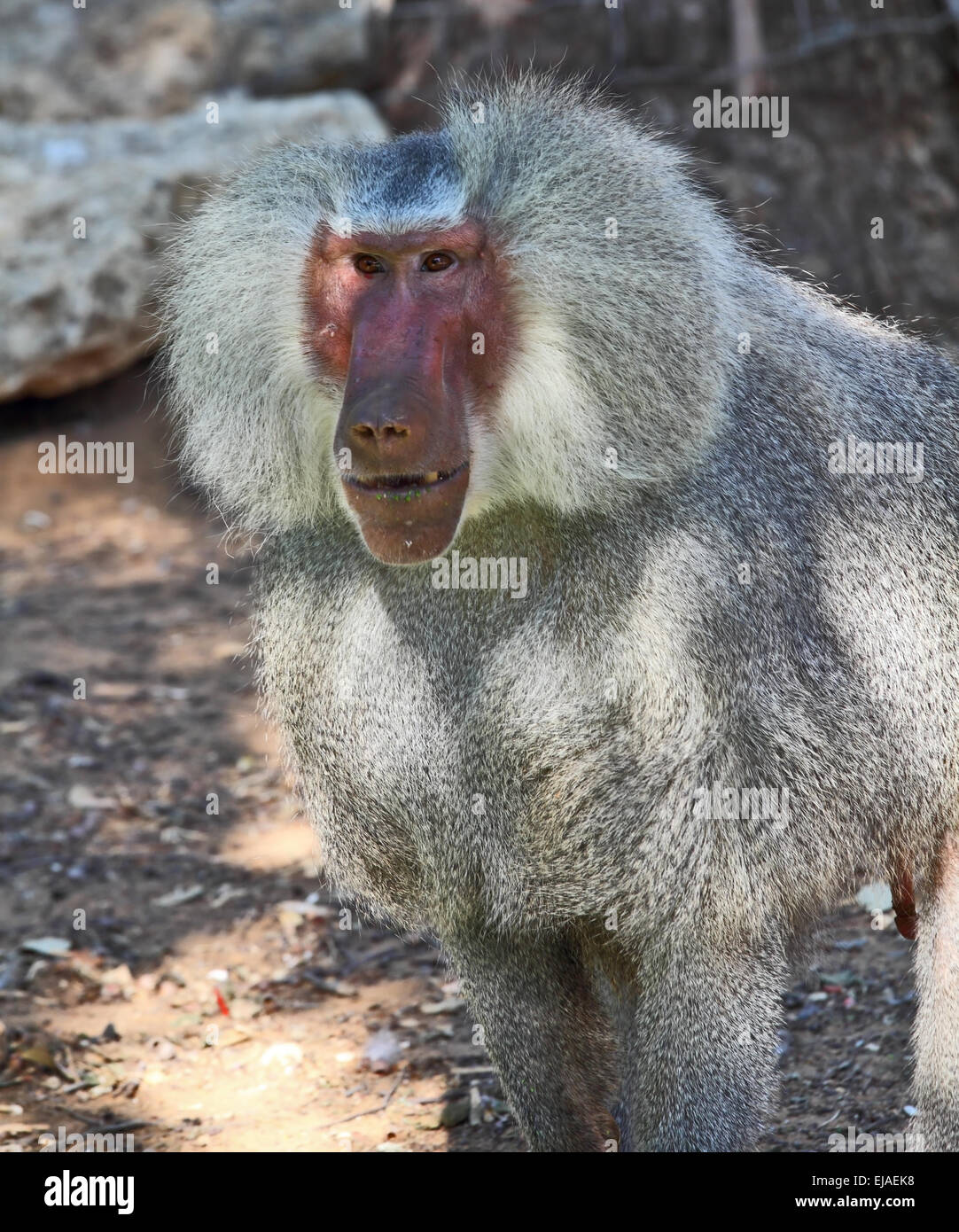 Zoo audience hi-res stock photography and images - Alamy