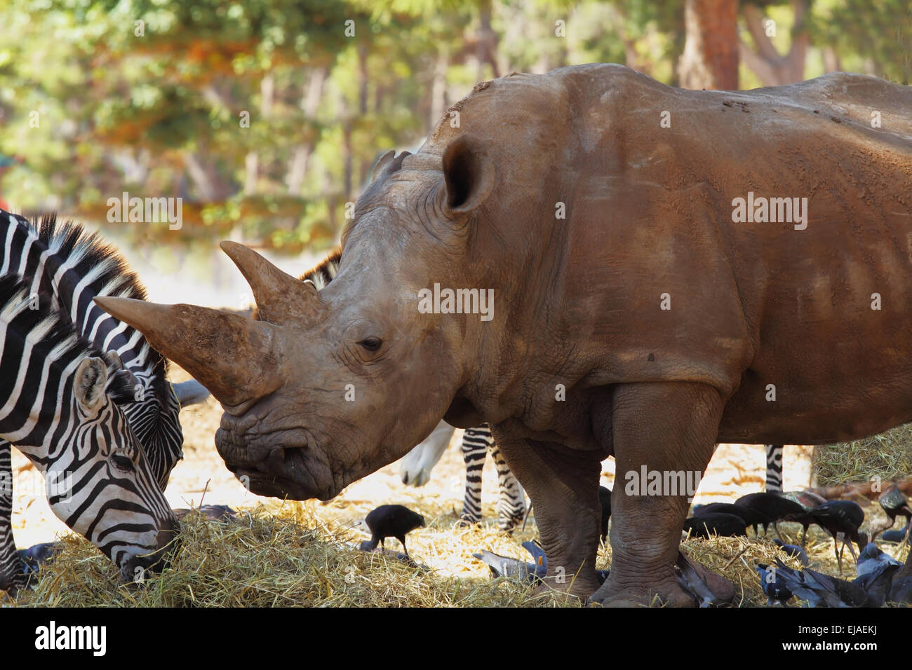 Zebras and rhinos walking together Stock Photo - Alamy