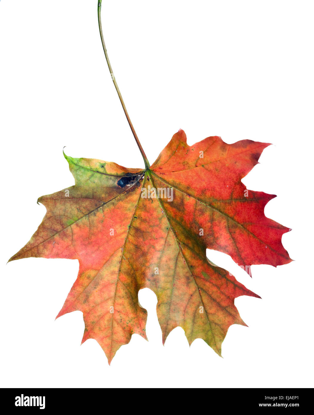 dry maple leaf Stock Photo - Alamy