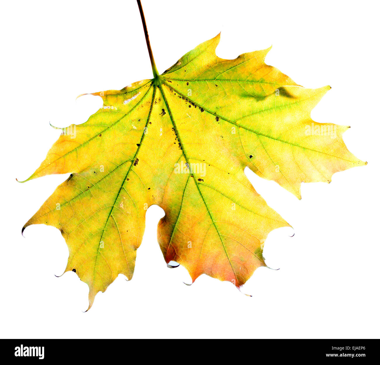 dry maple leaf Stock Photo - Alamy