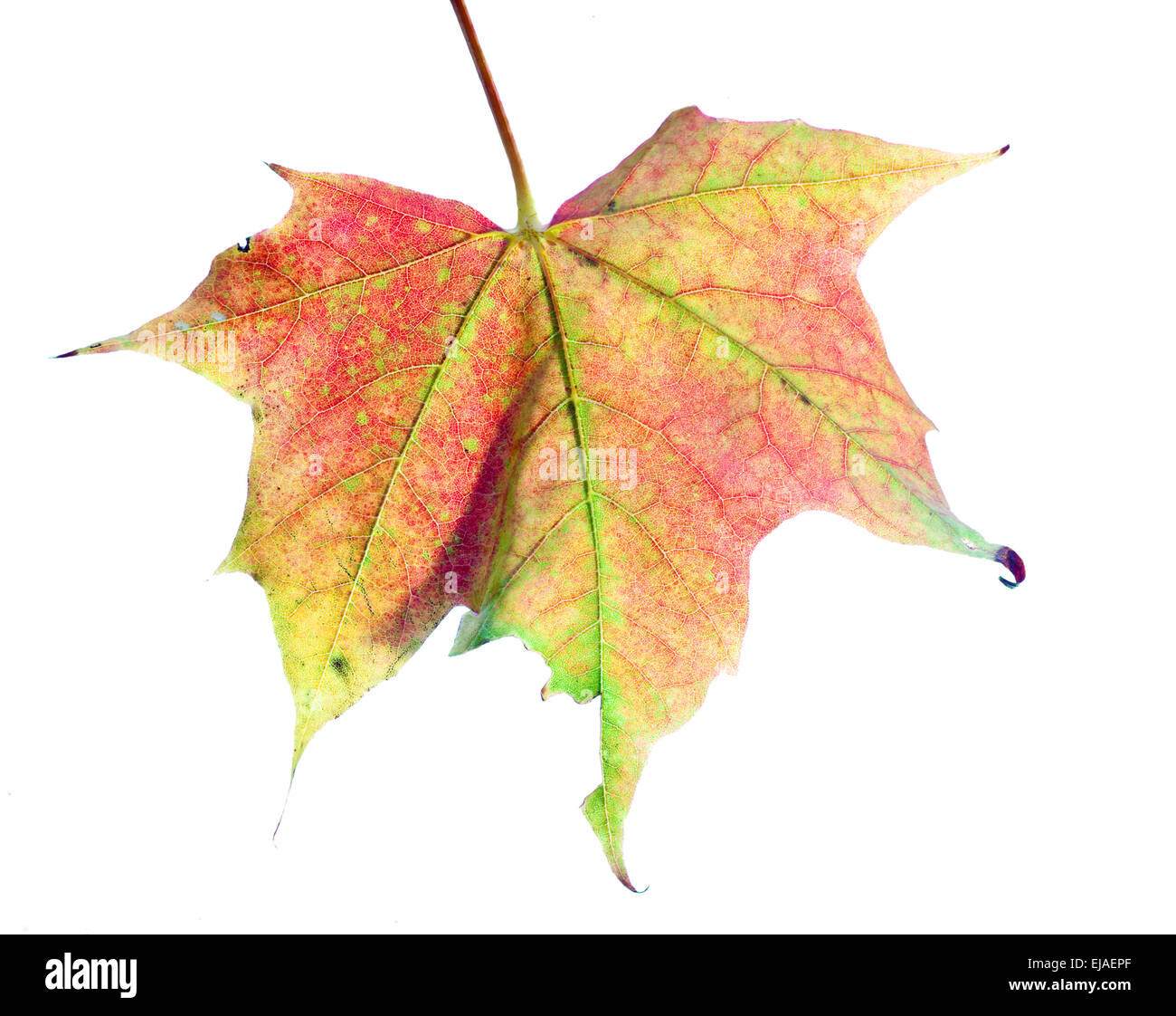dry maple leaf Stock Photo - Alamy