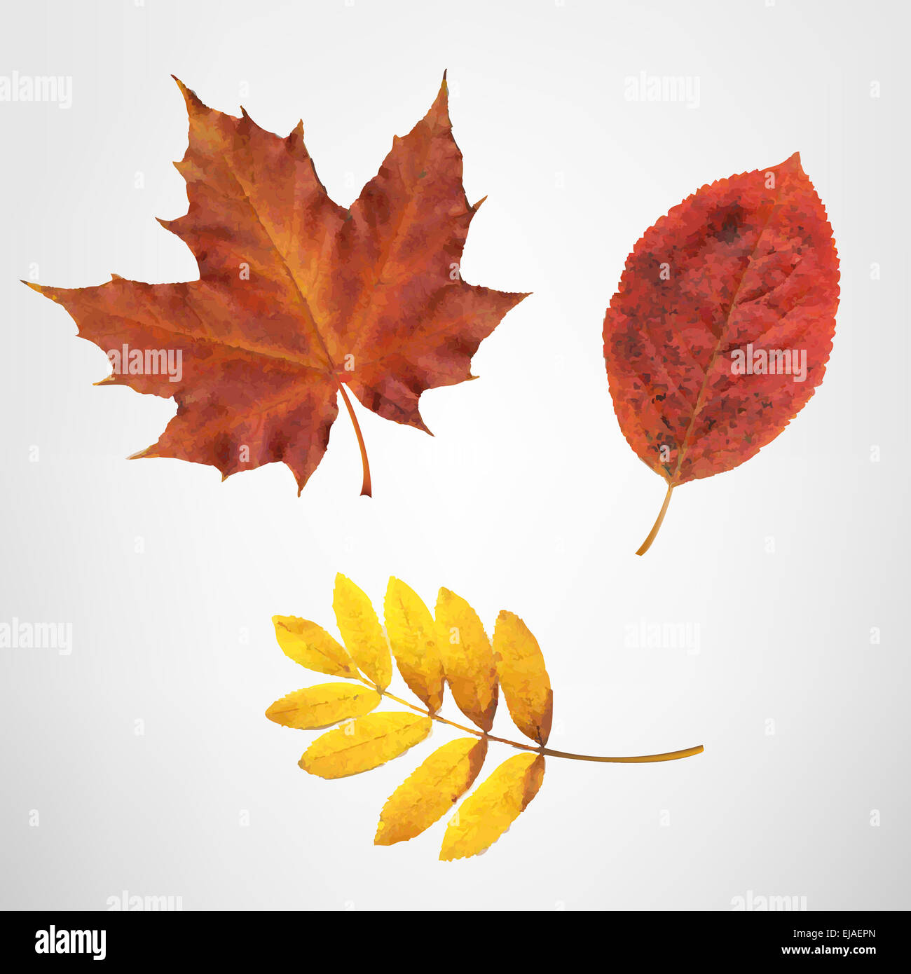 Color Autumn Leaves Stock Photo - Alamy